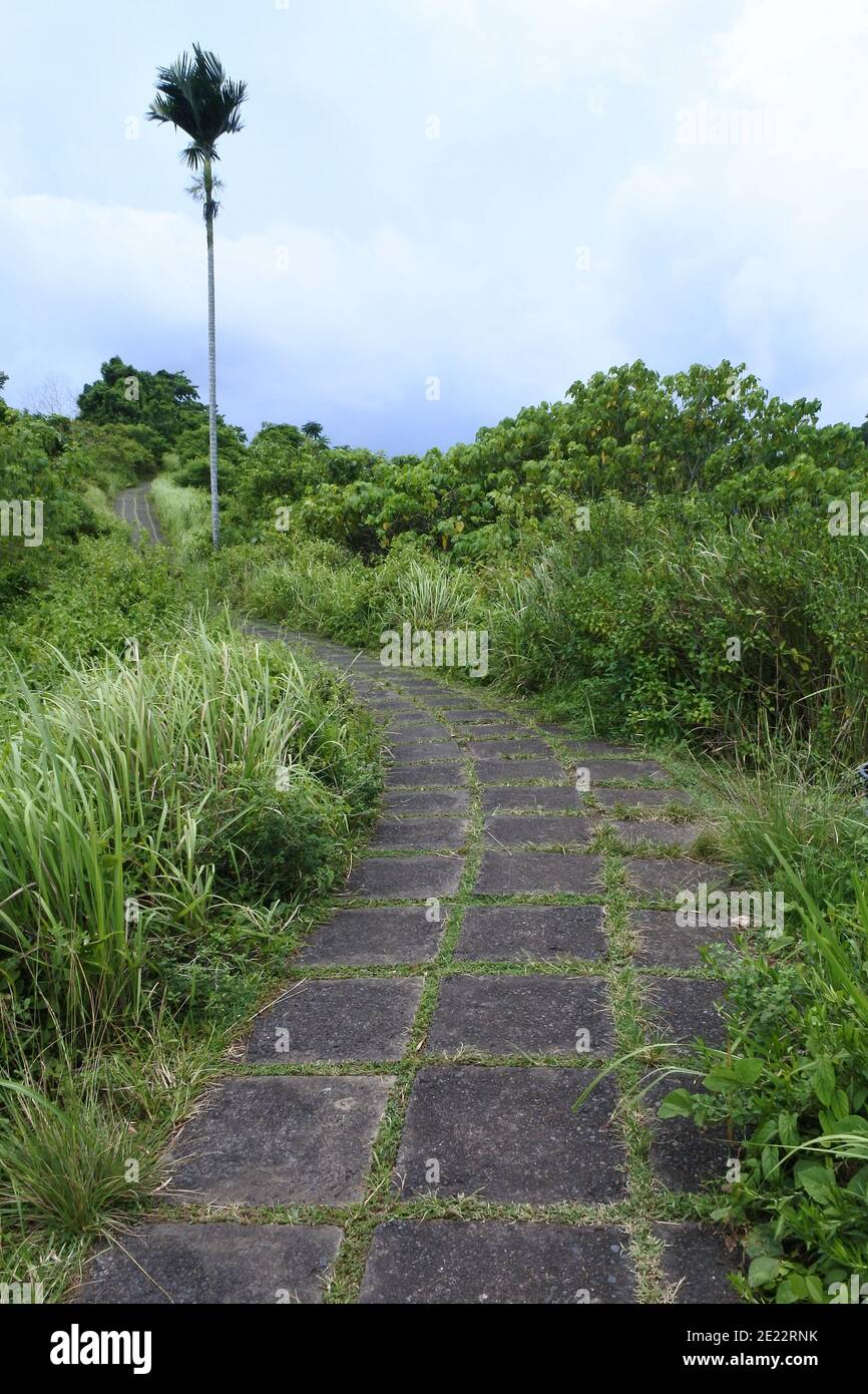 Vertical shot of the artists' trail in Ubud Village in Bali, Indonesia ...
