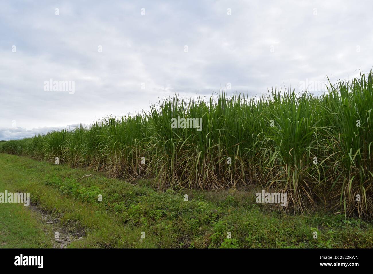 Landscape of overgrown grass bushes under a rainy cloudscape Stock ...