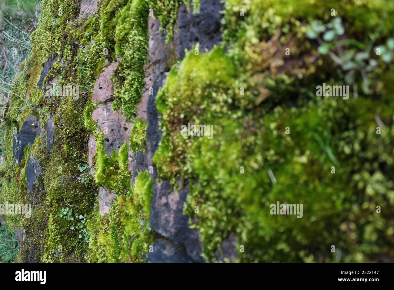 Red sandstone stone wall with moss growth hi-res stock photography and ...