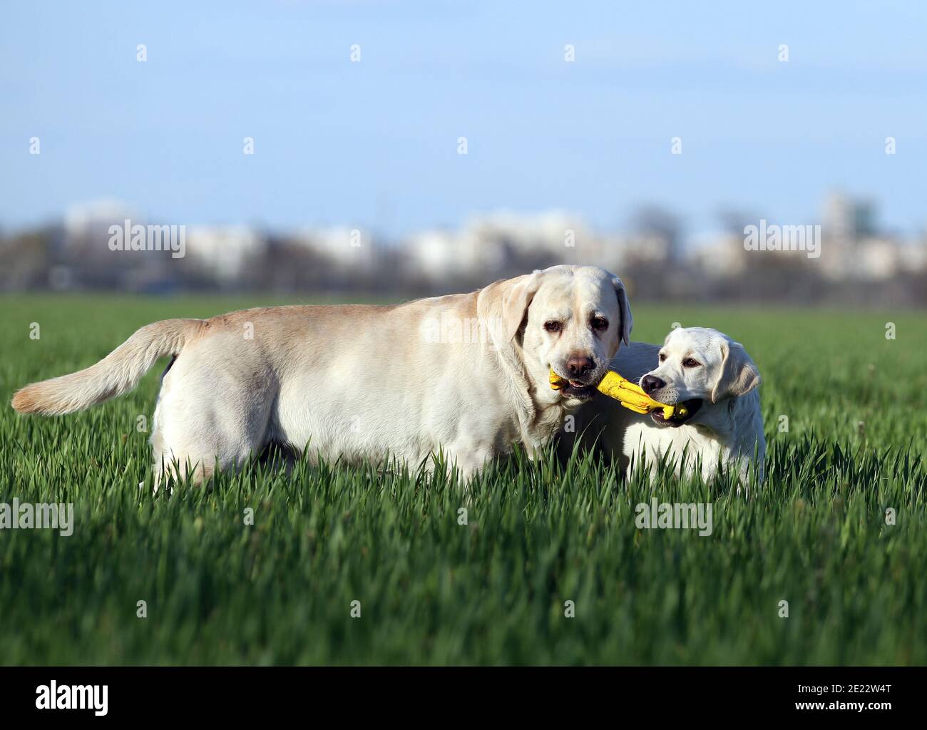 two yellow labradors playing in the park Stock Photo - Alamy