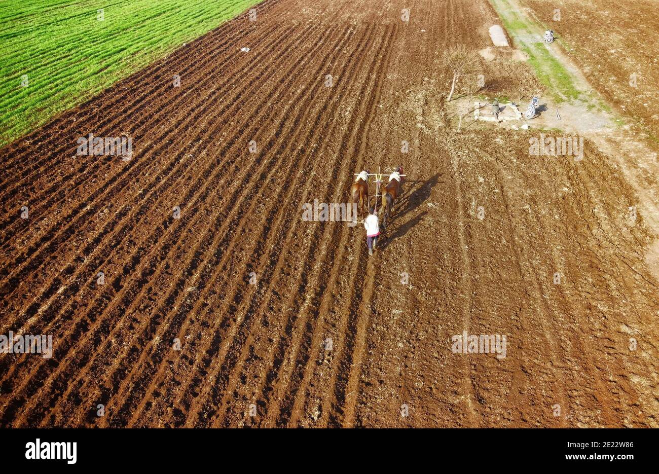 Idlib, Idlib Governorate, Syria. 11th Jan, 2021. A Syrian farmer at ...