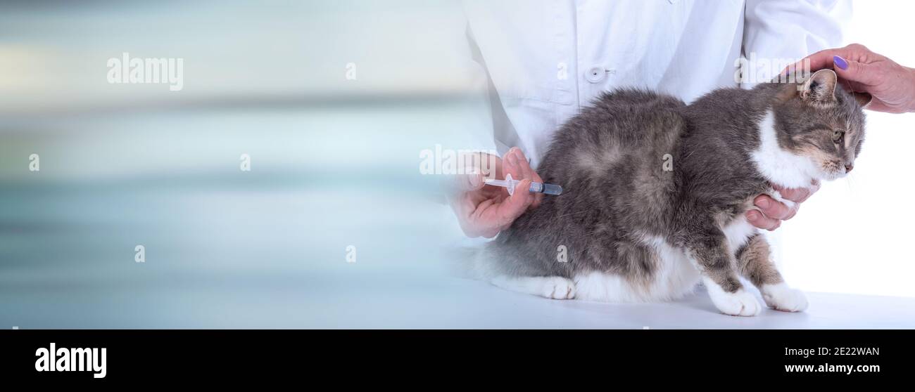 Veterinarian giving an injection to a cat; panoramic banner Stock Photo ...