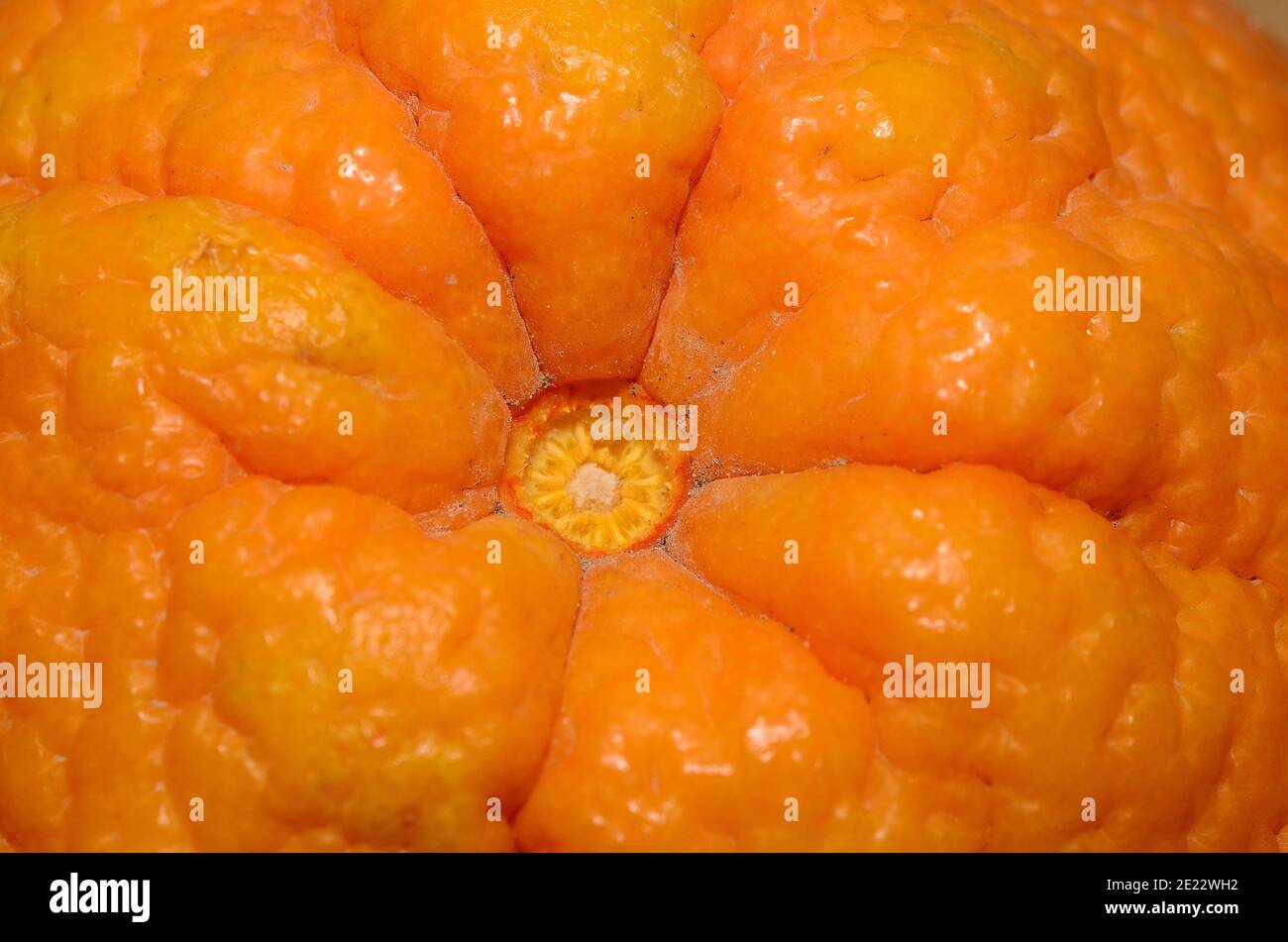 surface of a large fresh orange macro view Stock Photo - Alamy