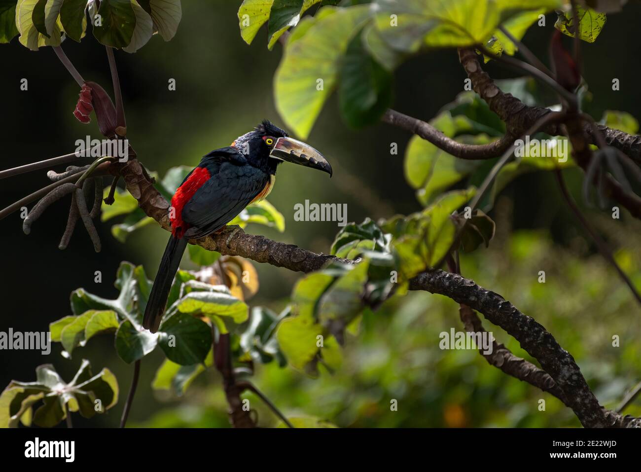 Collared aracari image taken in the rain forest of Panama Stock Photo ...