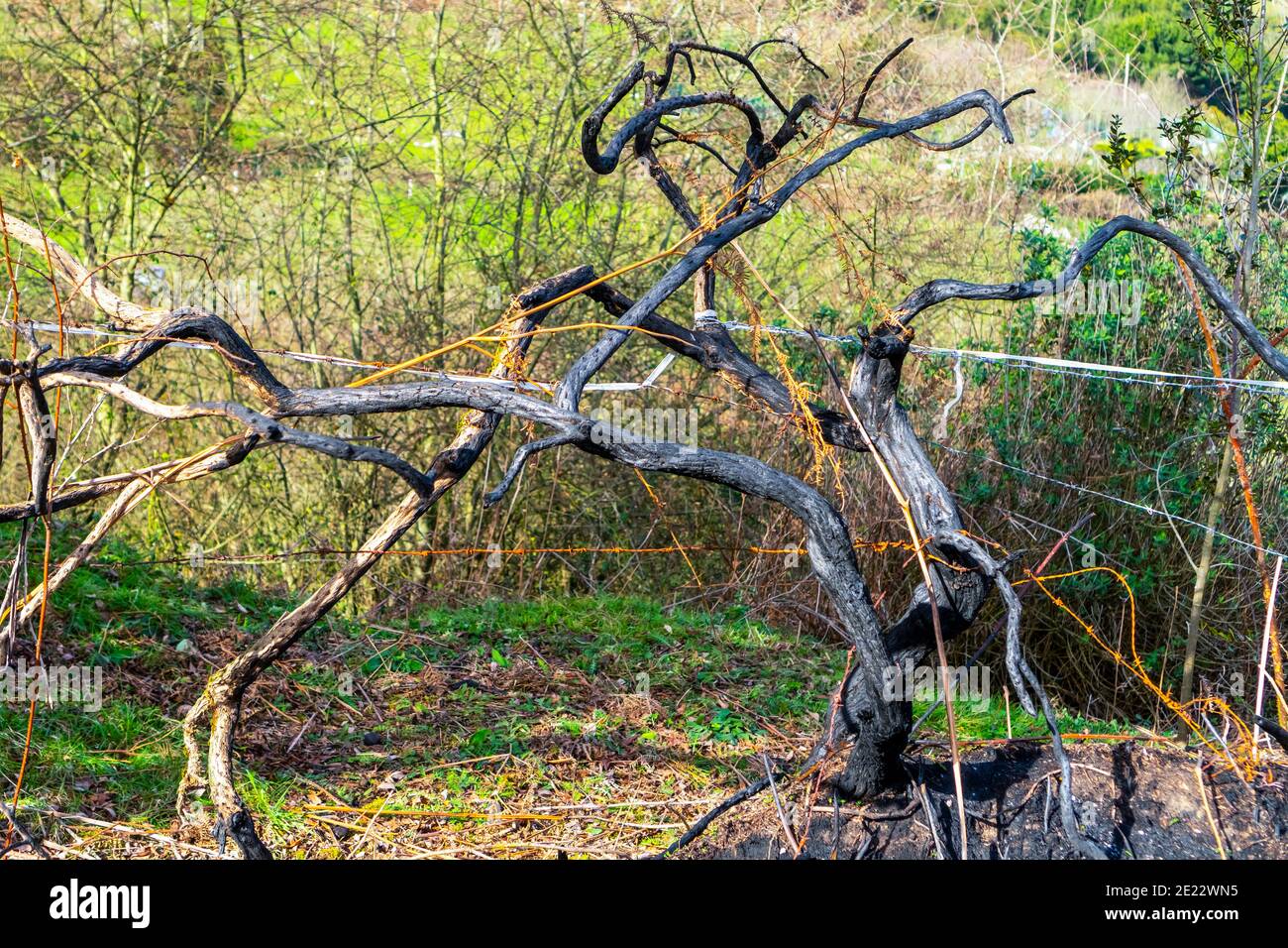 Dead vegetation concept hi-res stock photography and images - Alamy
