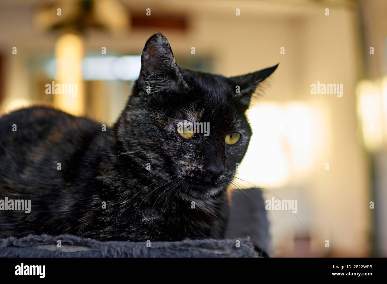 Portrait of a fluffy brooding Tortoiseshell cat Stock Photo - Alamy