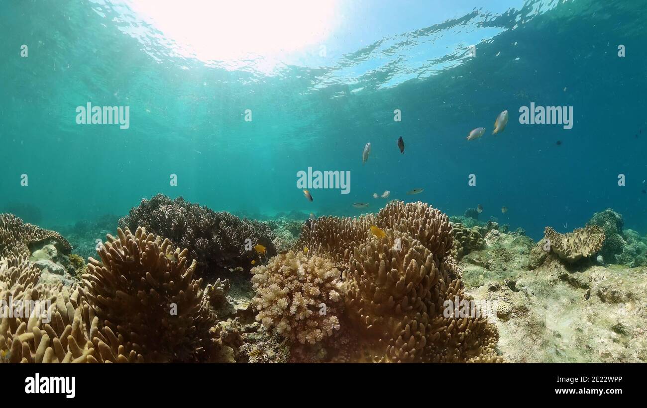 Tropical fishes and coral reef at diving. Beautiful underwater world ...