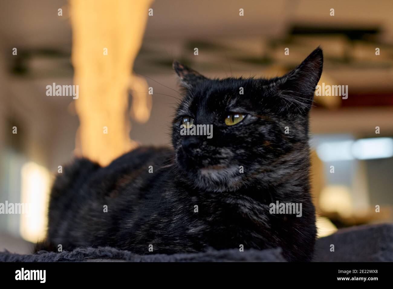 Cute black smoke cat hi-res stock photography and images - Alamy