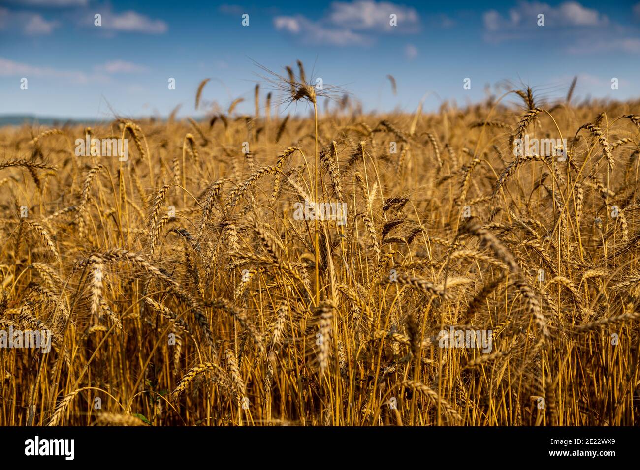 Golden seed hi-res stock photography and images - Alamy