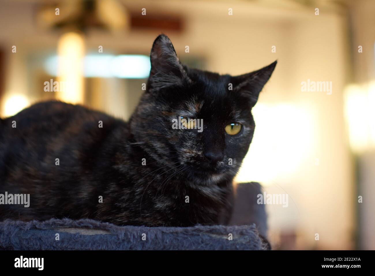 Cute black smoke cat hi-res stock photography and images - Alamy