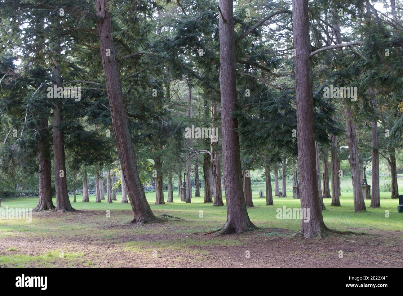Shot of trees in a beautiful park Stock Photo - Alamy