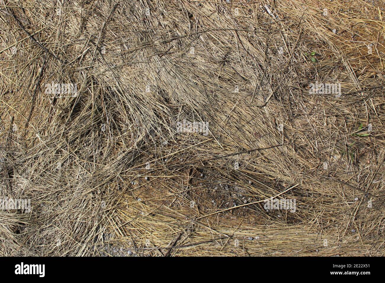 texture of straw, dry grass or grain on the ground Stock Photo - Alamy
