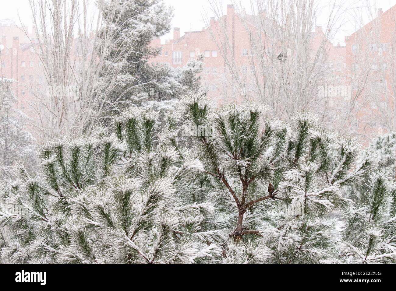 Snow falls on the branches of a pine. intense snowstorm Stock Photo - Alamy
