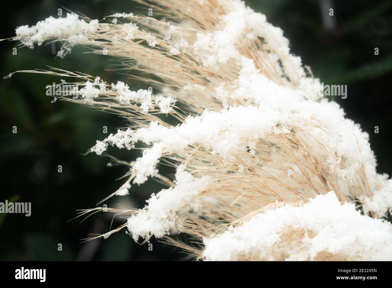 Yellowish leaves hi-res stock photography and images - Alamy