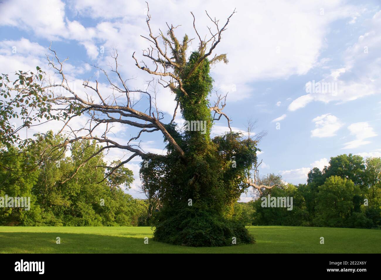 Leves and trees hi-res stock photography and images - Alamy