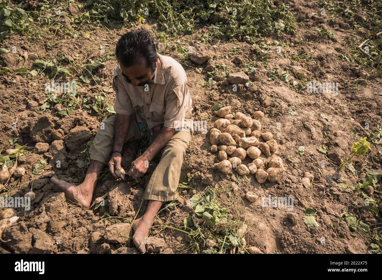 Yam Family High Resolution Stock Photography and Images - Alamy