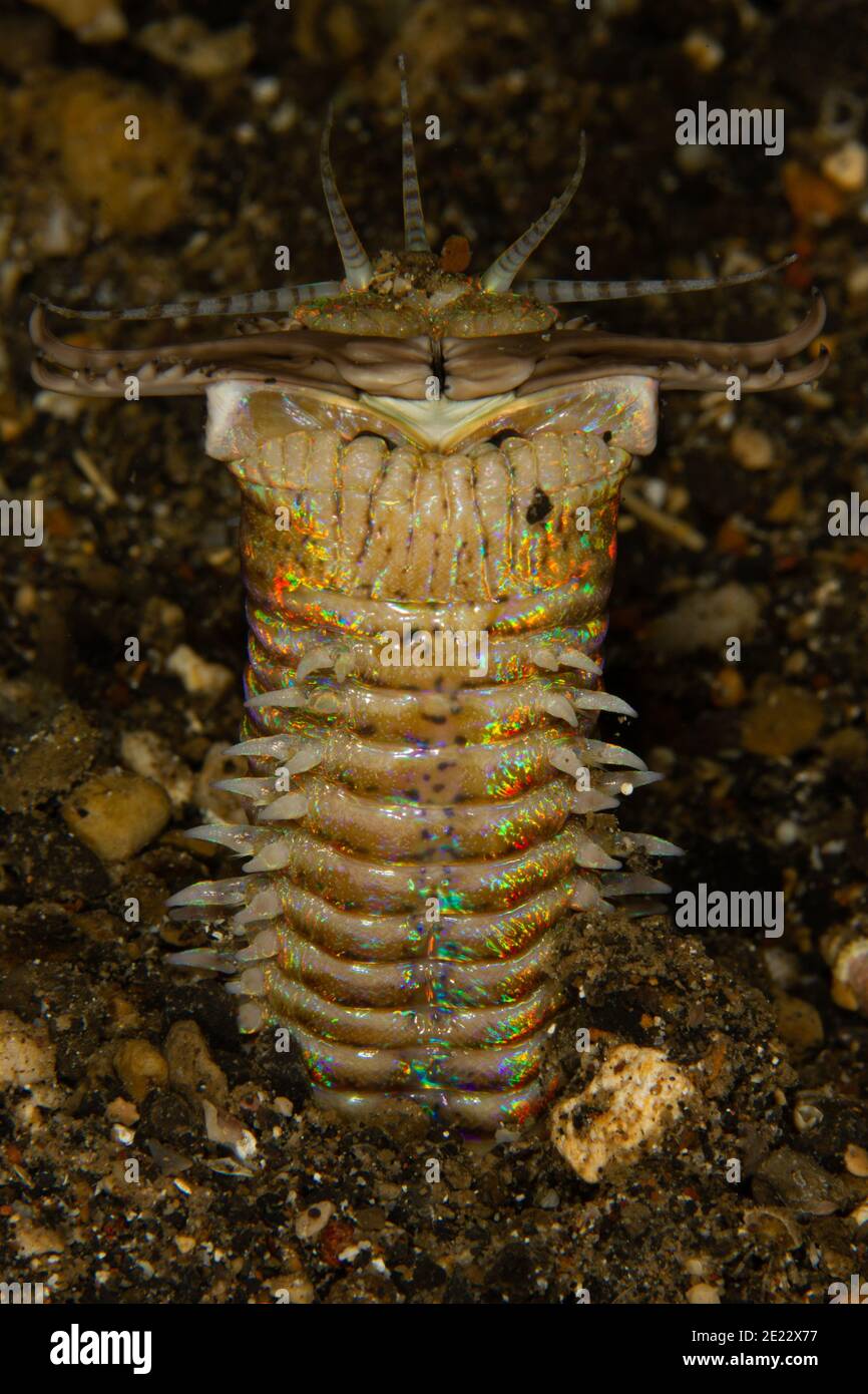 Bobbit worm hi-res stock photography and images - Alamy