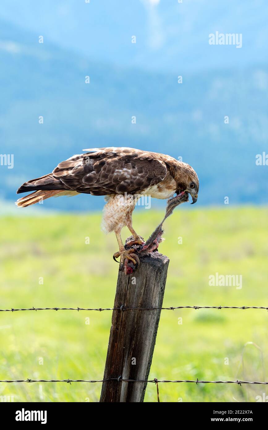 Red-tailed hawk (Buteo jamaicensis) eating a rodent, Zumwalt Prairie ...