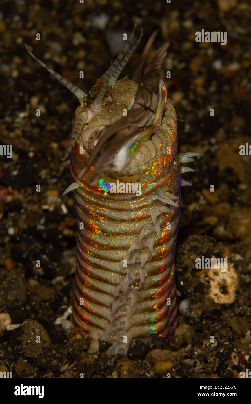 Bobbit worm hi-res stock photography and images - Alamy