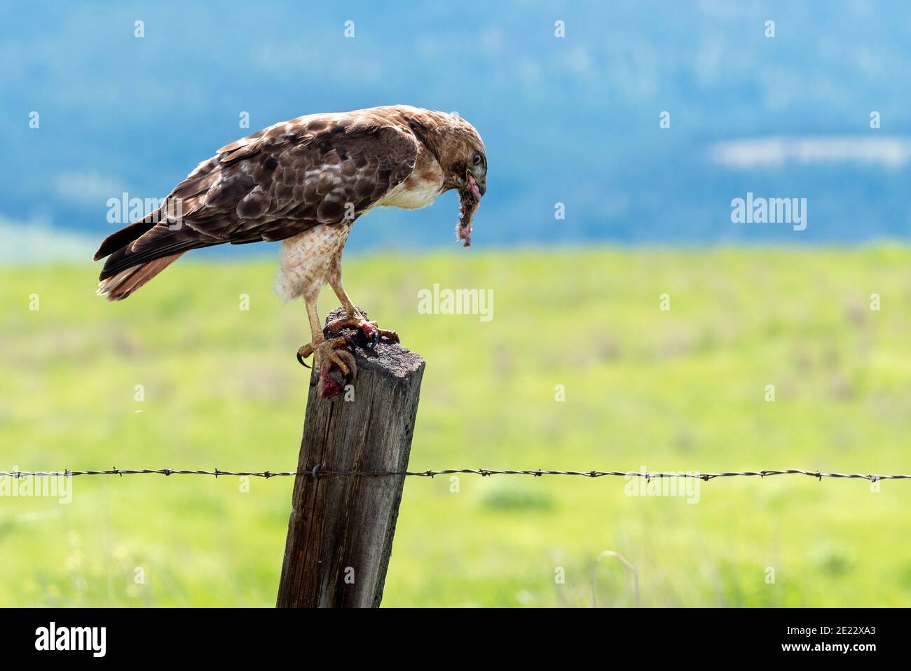 Eastern red tailed hawk hi-res stock photography and images - Alamy
