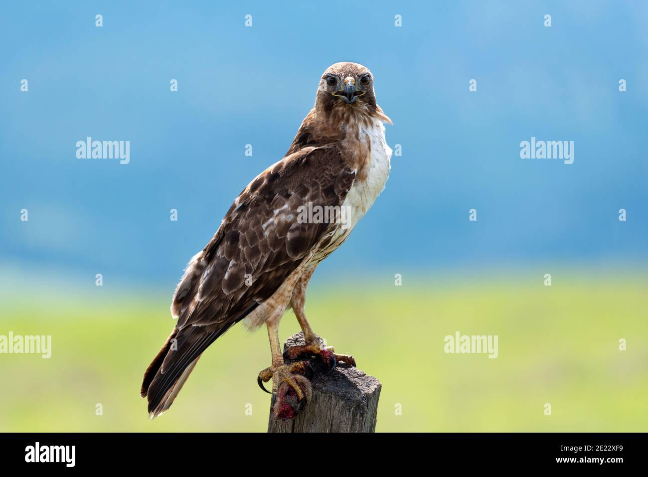 Red-tailed hawk (Buteo jamaicensis), with a rodent, Zumwalt Prairie ...