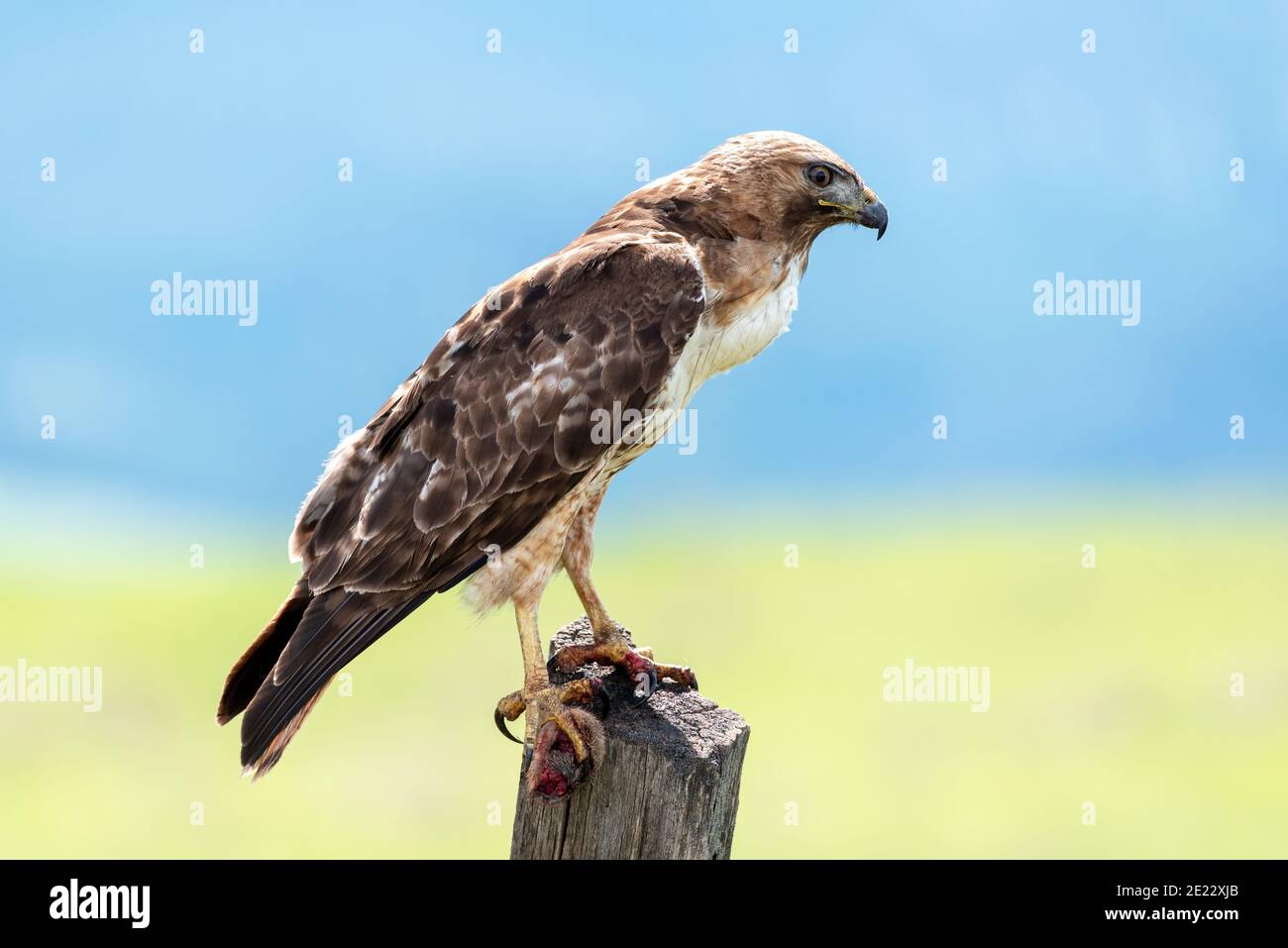 Red-tailed hawk (Buteo jamaicensis), with a rodent, Zumwalt Prairie ...