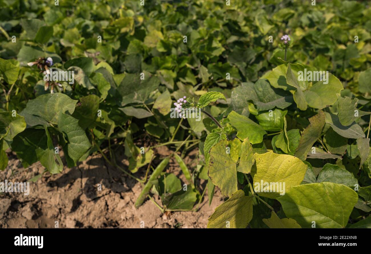 Jicama, also known as yam bean, is a round, fleshy taproot vegetable or ...
