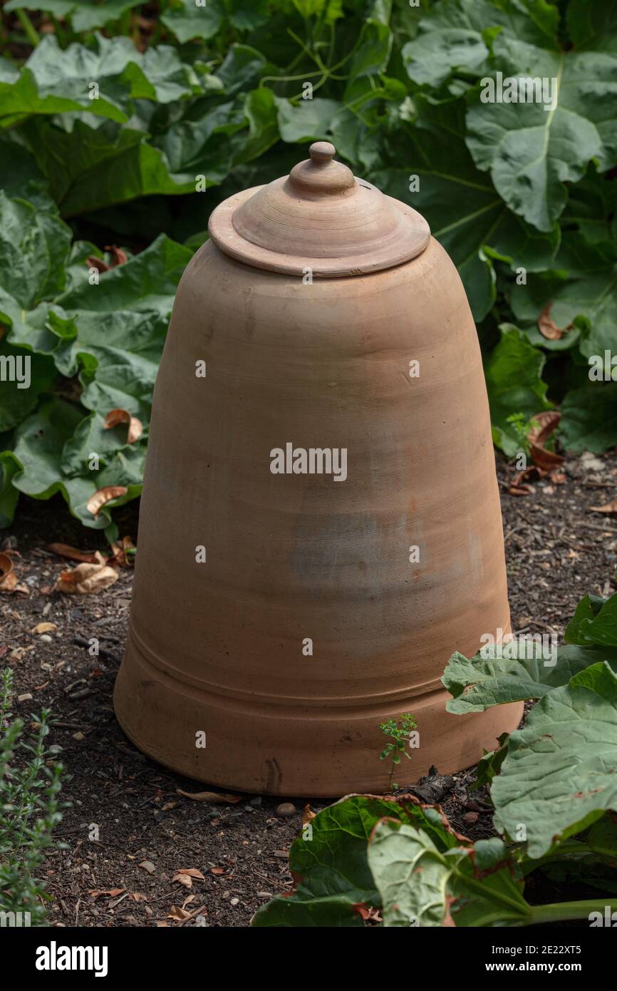 Terracotta bell pot for forcing rhubarb seen in the garden Stock Photo ...