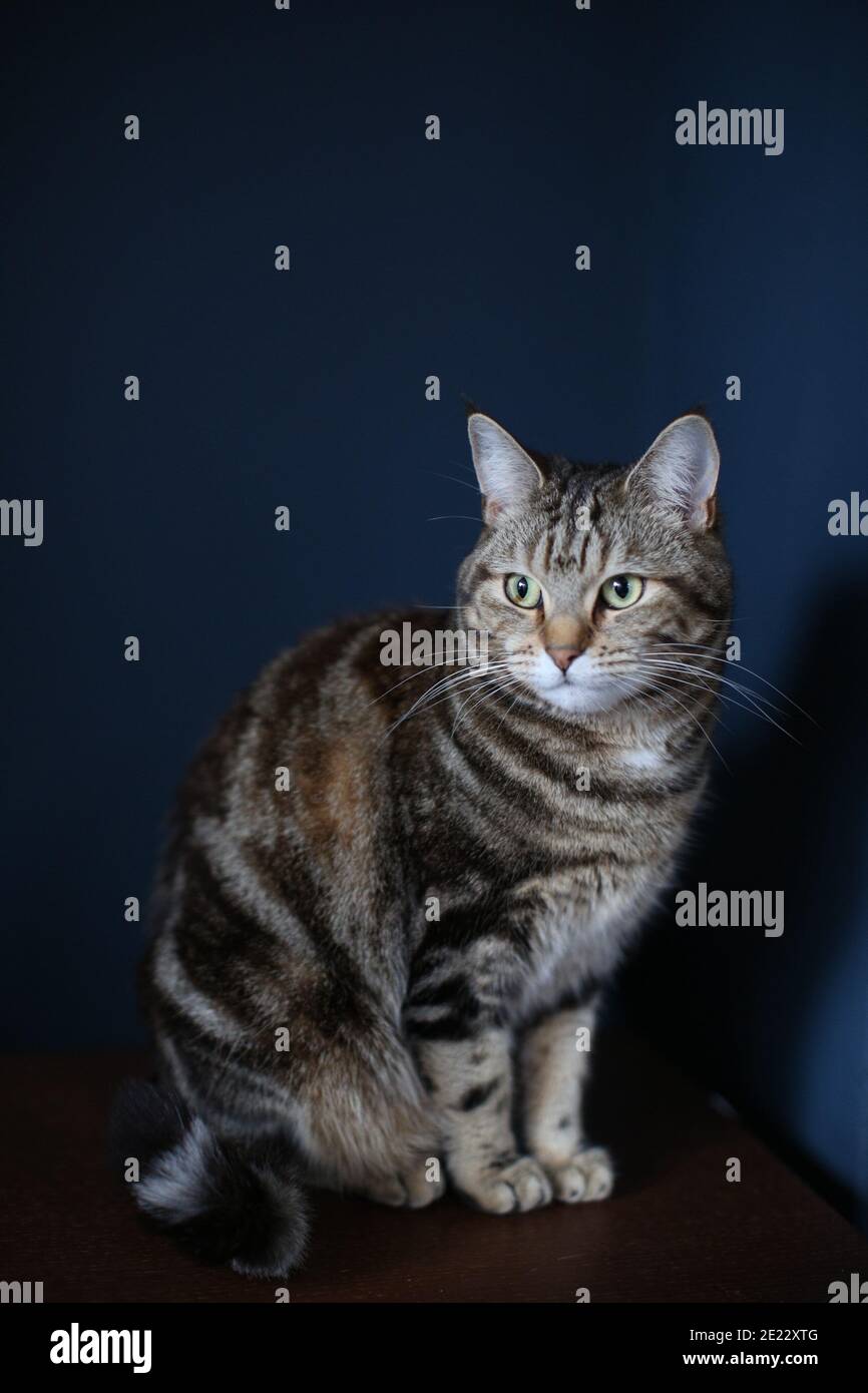 A brown and black striped Tabby cat sitting on a simple wooden table ...