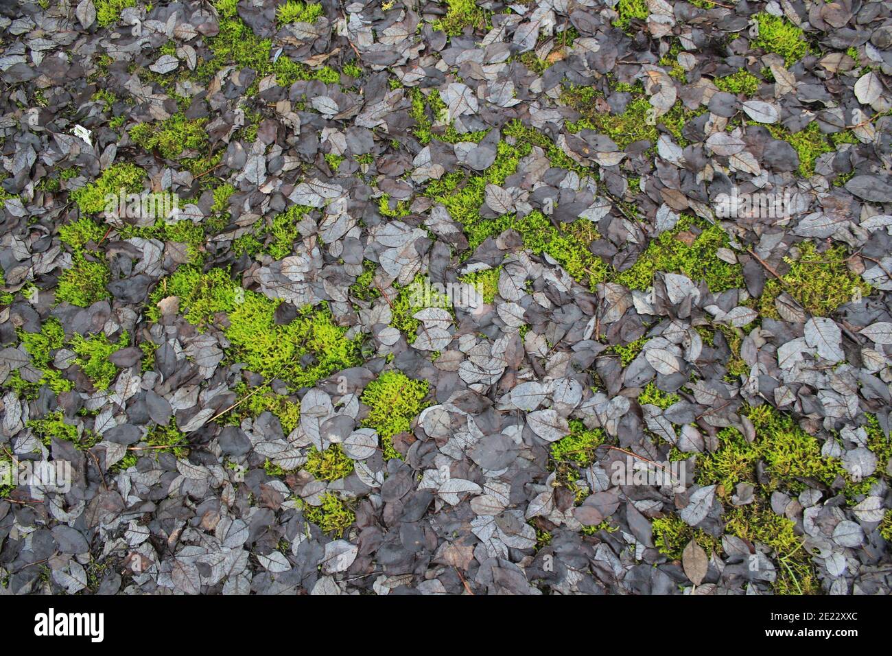 Moss with leaves hi-res stock photography and images - Alamy