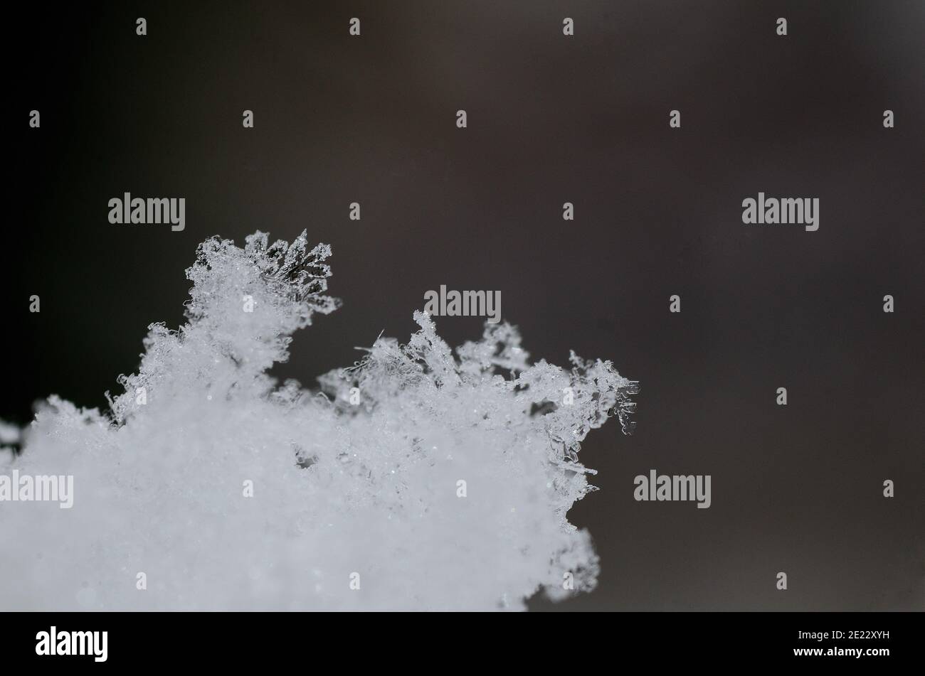 Fine delicate hi-res stock photography and images - Alamy