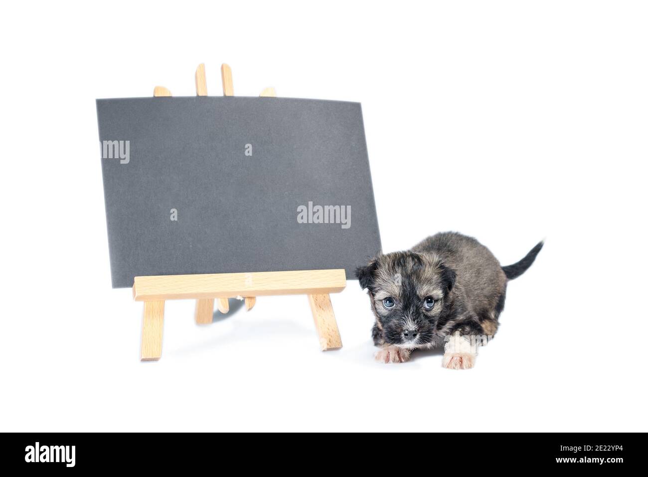 pinto puppy near empty black chalk board on white background Stock ...