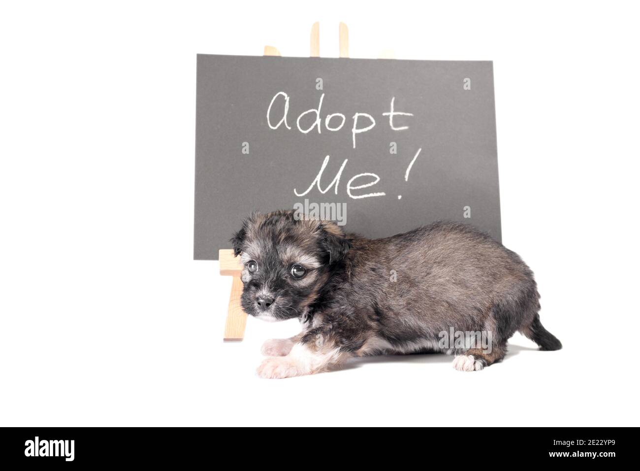 pinto puppy near a chalk board with an inscription adopt me on white ...