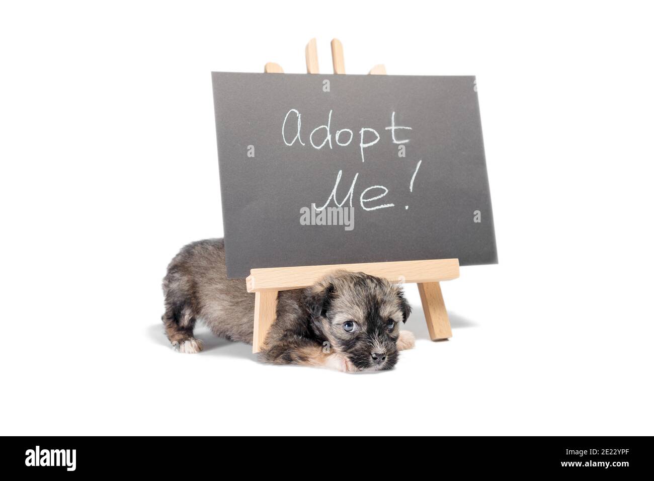 pinto puppy near a chalk board with an inscription adopt me on white ...