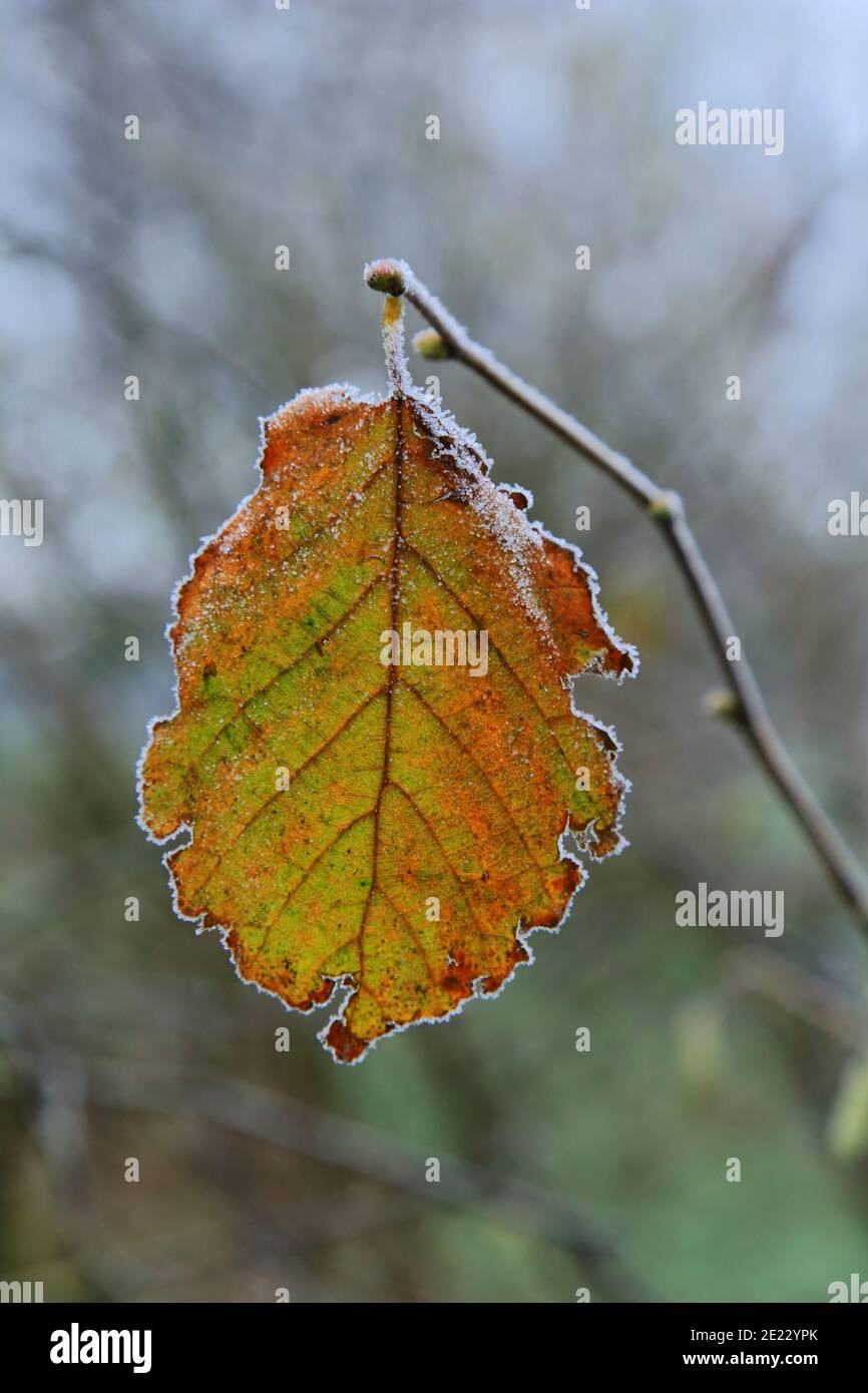 Last leaf hi-res stock photography and images - Alamy