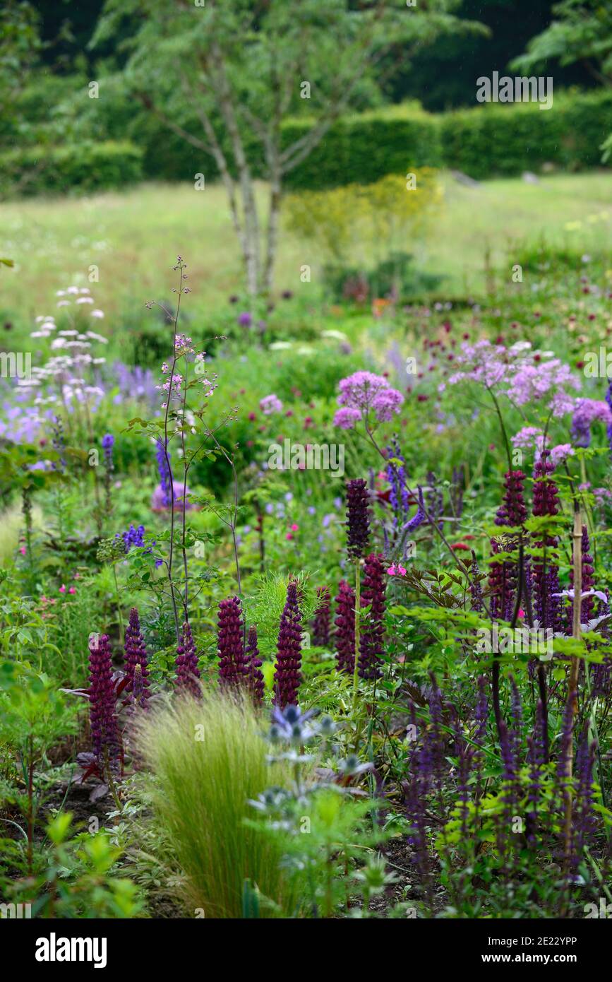 lupin masterpiece,thalictrum black stockings,blue and purple flowers ...
