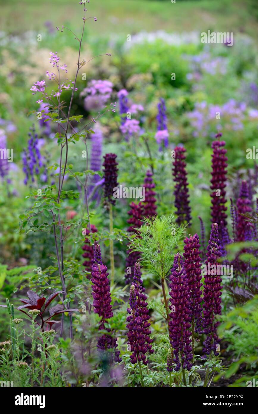 lupin masterpiece,cosmos,thalictrum,aconitum,blue and purple flowers ...
