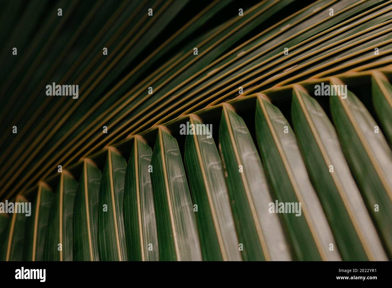 Closeup shot of a green textured plant - perfect for background Stock ...