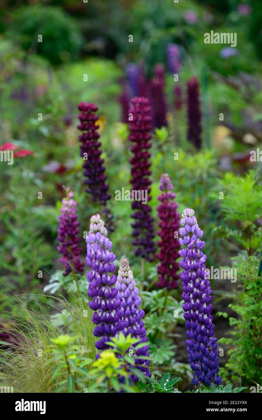 Blue lupin hi-res stock photography and images - Alamy