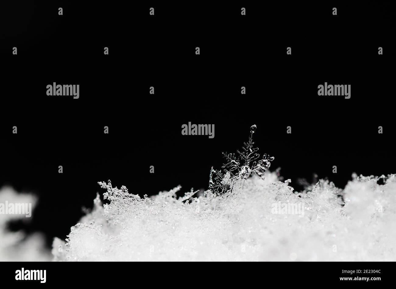 beautiful snow crystal in fresh snow with black background Stock Photo ...