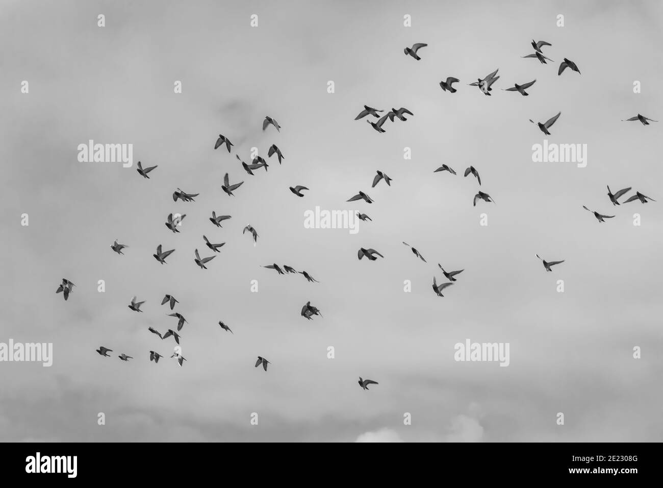 Grayscale shot of birds flying in the cloudy sky Stock Photo - Alamy