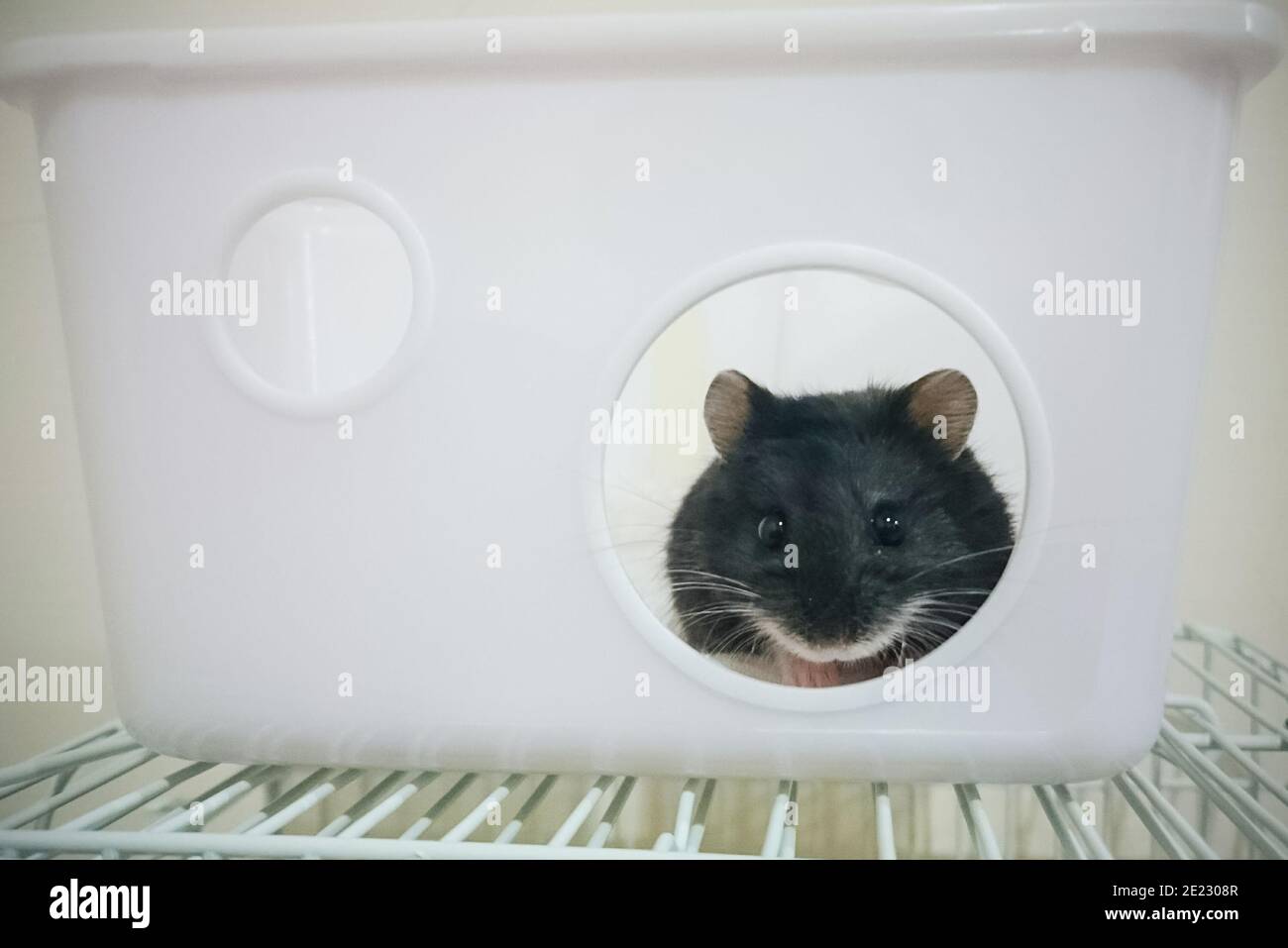 Homemade hamster, cute home rodent. Homemade hamster, cute home rodent ...