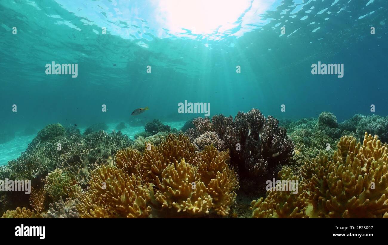 Tropical fishes and coral reef at diving. Beautiful underwater world ...