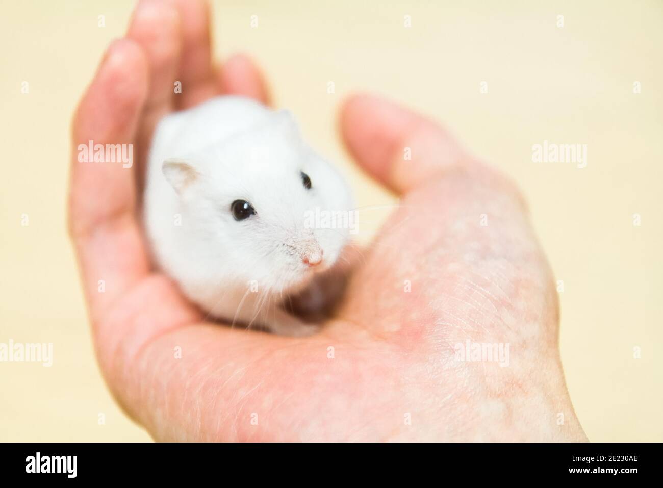 domesticated hamster in the human hand. homemade rodent Stock Photo - Alamy