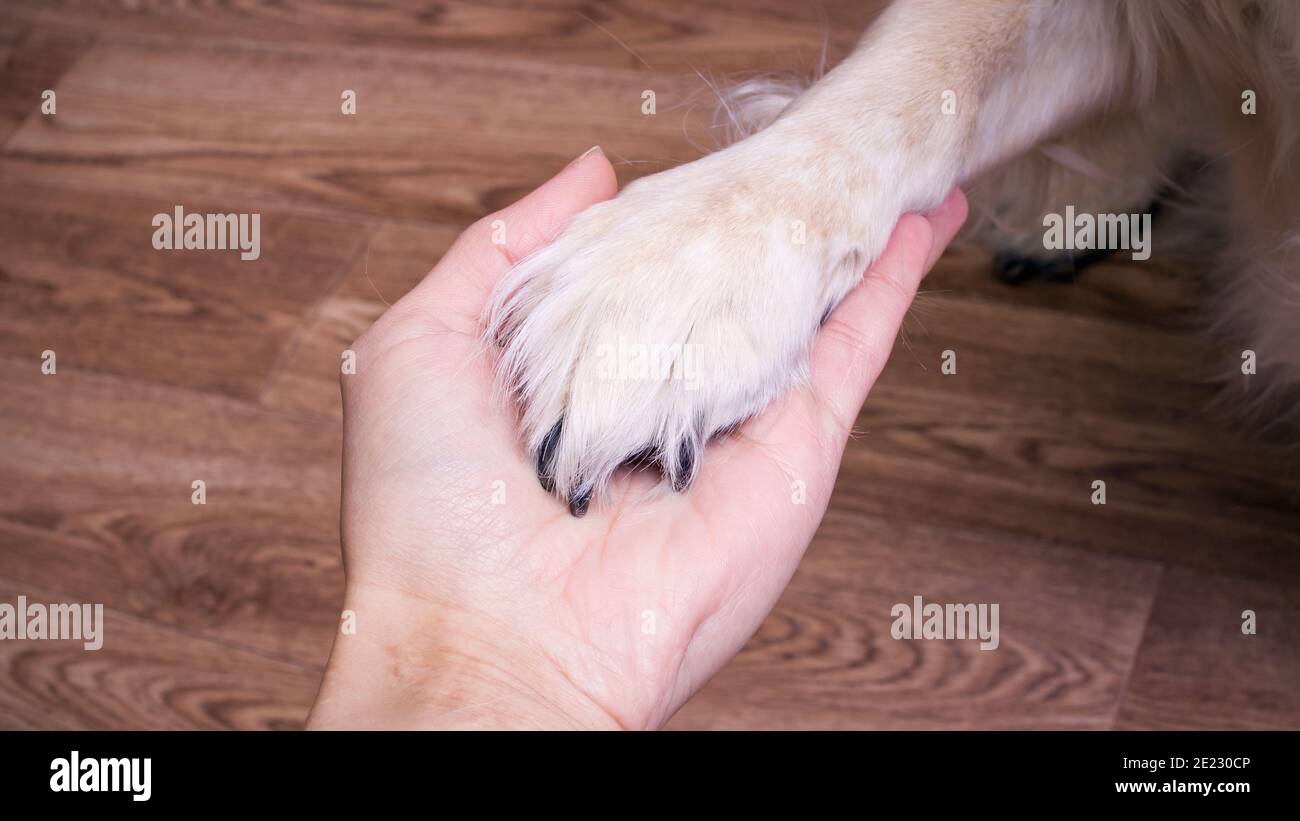 Dog paw in human hand close up, friendship concept Stock Photo - Alamy