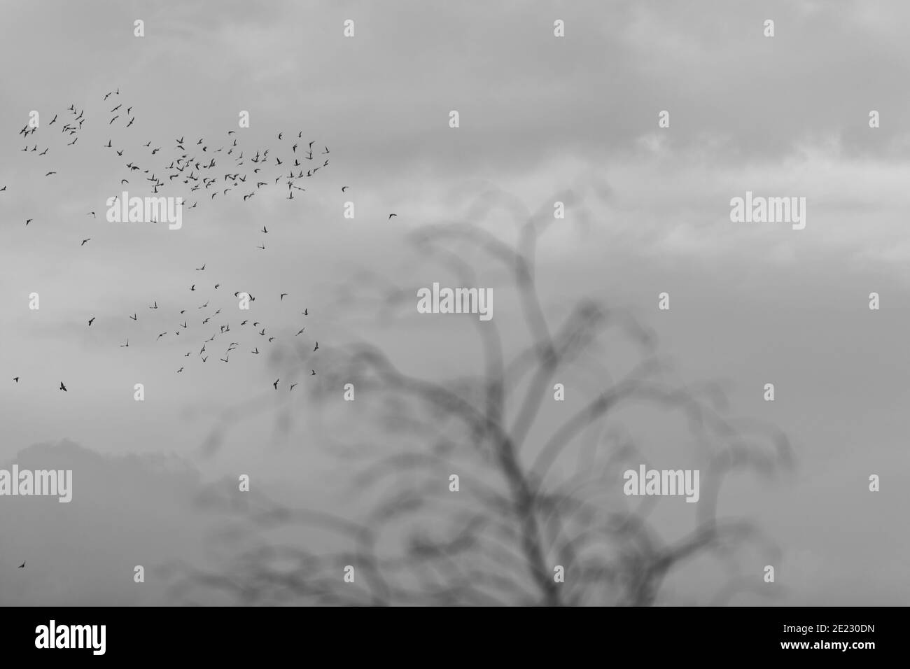 Grayscale shot of birds flying above the tree in a cloudy sky Stock ...