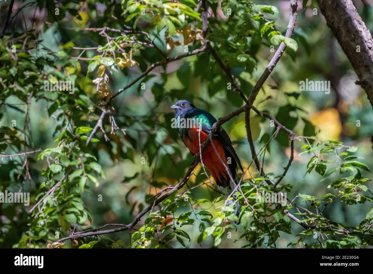 Eared quetzal hi-res stock photography and images - Alamy
