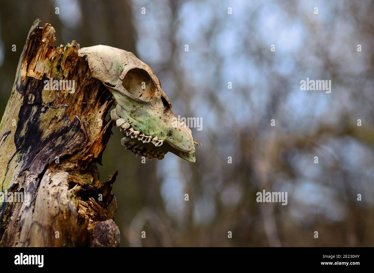 old animal skull on a tree trunk Stock Photo - Alamy
