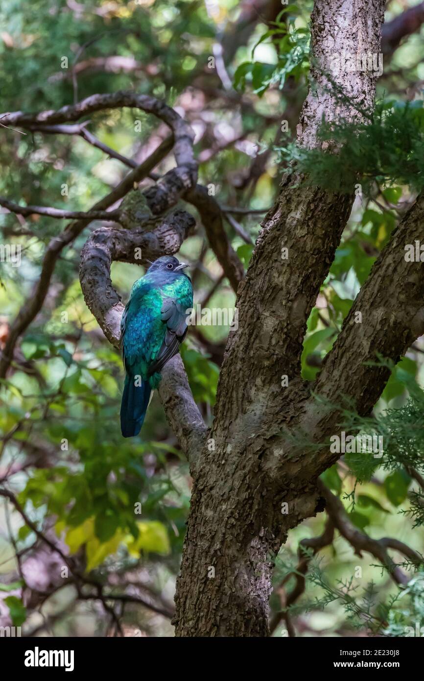 Eared Quetzal, Euptilotis neoxenus, a Mexican vagrant bird, in Cave ...