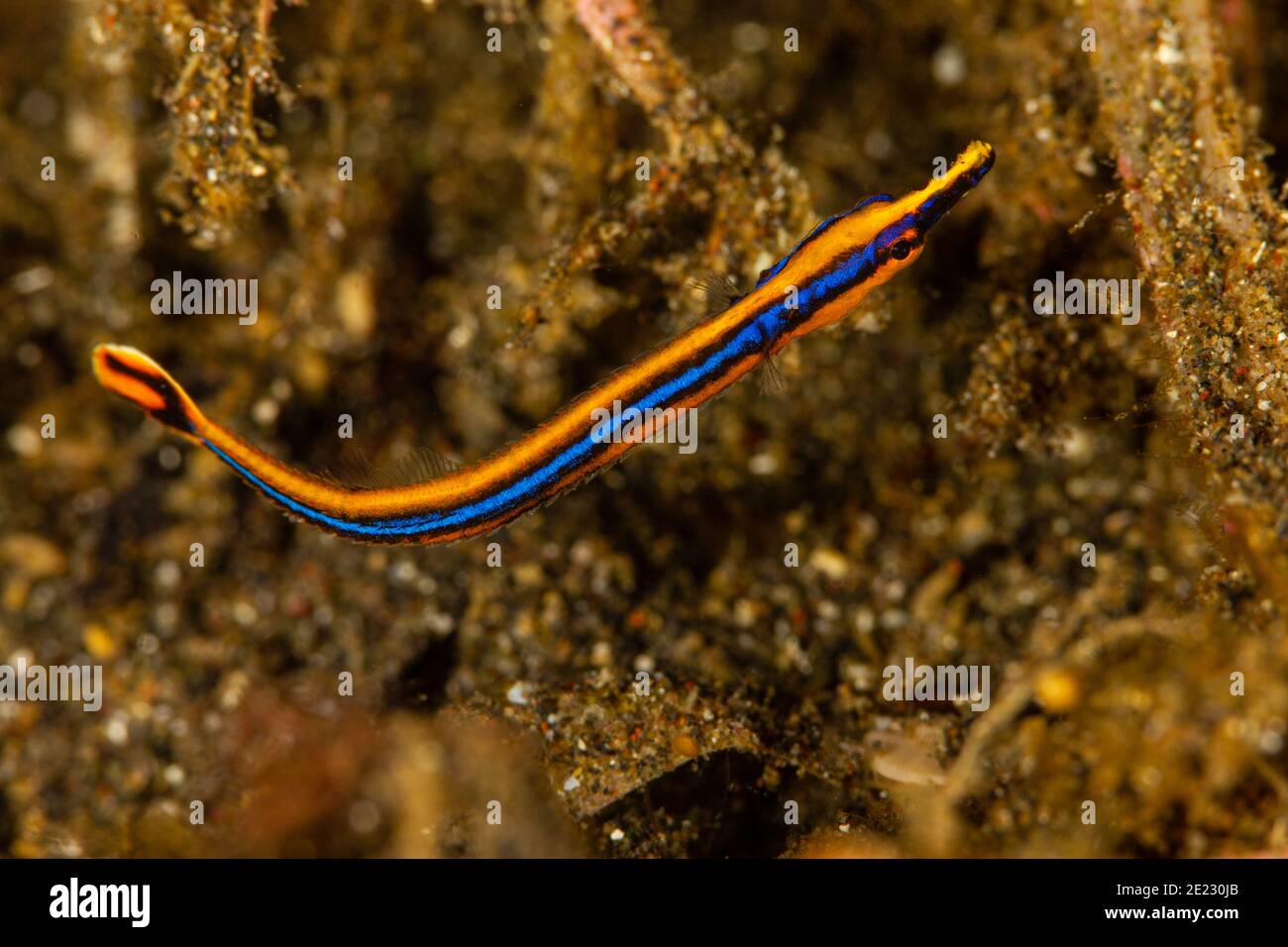 Banded pipefish hi-res stock photography and images - Alamy